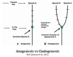 What is Cladistics? | EasyBiologyClass