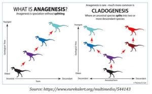 What is Cladistics? | EasyBiologyClass