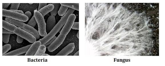 Difference between Bacterial and Fungal Cell Wall | EasyBiologyClass