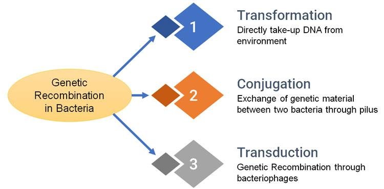 Genetic Recombination in Bacteria | EasyBiologyClass