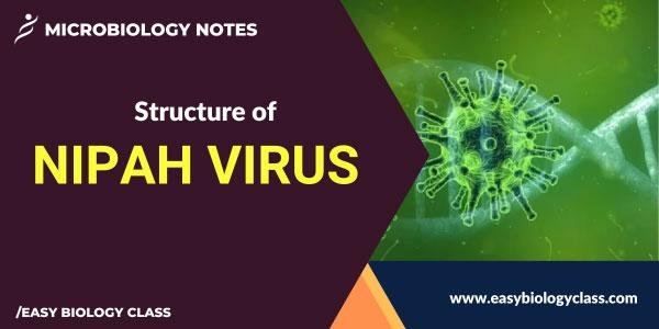 Structure Of Nipah Virus Easybiologyclass