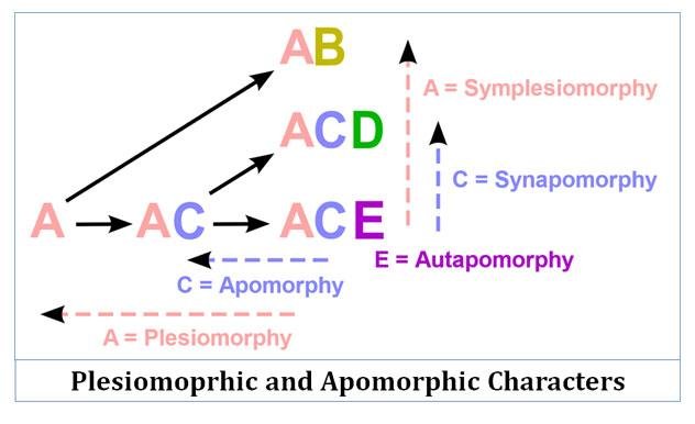 What is Cladistics? | EasyBiologyClass