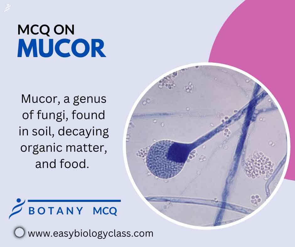 MCQ on Mucor | EasyBiologyClass MCQ on Mucor | EasyBiologyClass