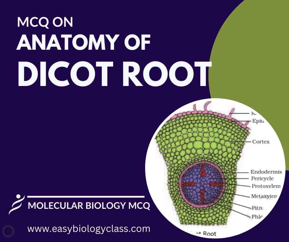 MCQ on Anatomy of Dicot Root | EasyBiologyClass