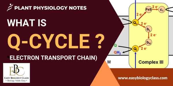 Q Cycle in Electron Transport Chain | EasyBiologyClass
