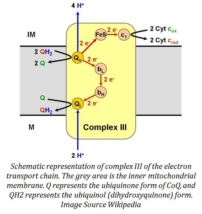 Q Cycle in Electron Transport Chain | EasyBiologyClass